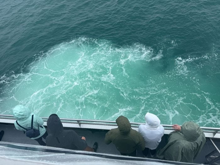 Whale Watching in Boston: What to Expect on a Boston Harbor City ...