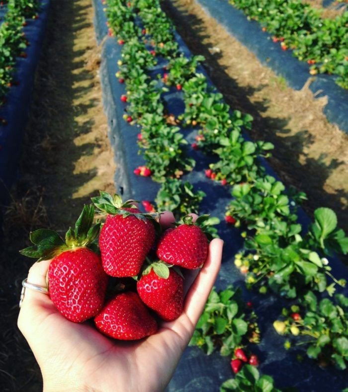 Pick your Own Strawberries Near Boston
