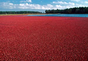 Cranberry Harvest Celebration (Tips, Local Guide)